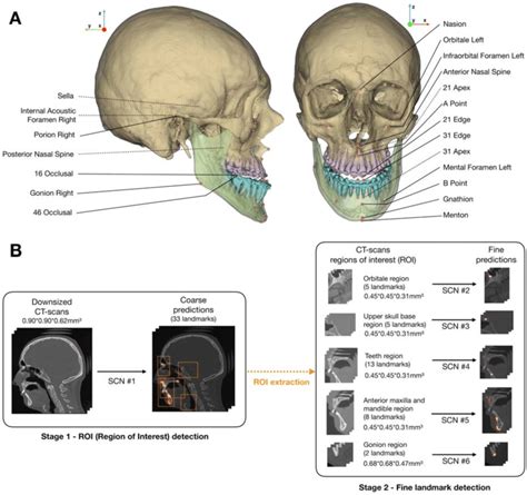 Landmarks And Pipeline Of The Deep Learning Model A Illustration Of Download Scientific