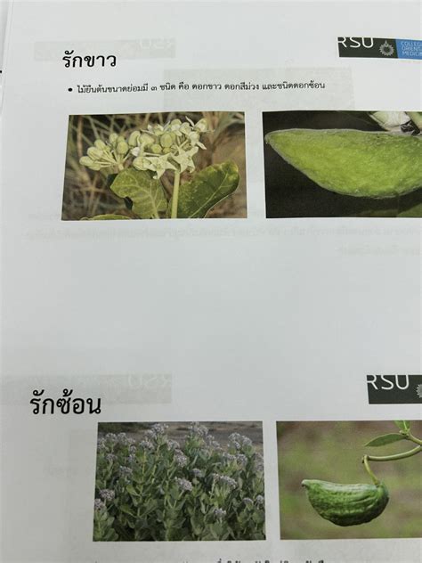 Naphaporn รักขาว หรือ รักช้อน สรรพคุณของต้นรักซ้อน ยอดรักซ่อน นำมาบดทำผงเพื่อใช้ผสมกับมวลสาร