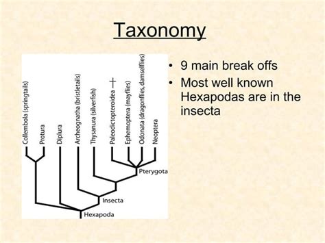 Arthropoda Hexapoda Ppt