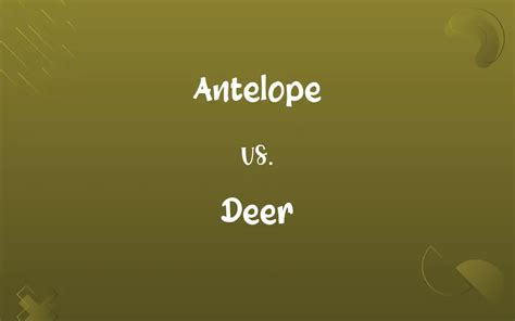 Antelope Vs Deer Know The Difference
