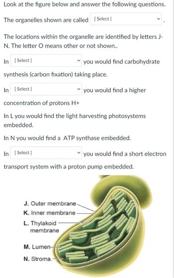 Answered K At The Figure Below And Answer The Following Organelles Shown Are Called [select