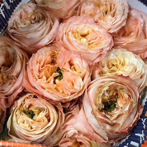 Melon X Pression Roses Florabundance Wholesale Flowers