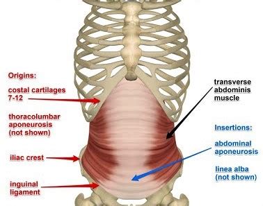 Stomach Vacuum Exercise Complete Guide The Barbell