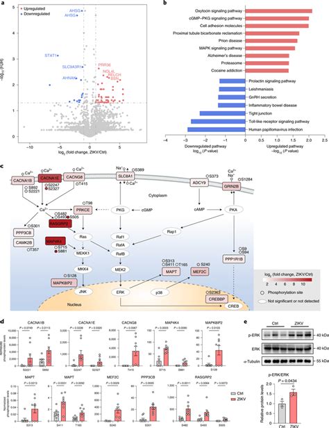 Phosphoproteomics Analysis Reveals Disturbed Signaling Pathways In