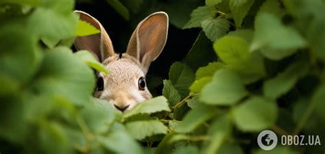 Головоломка для найуважніших знайдіть на картинці зайця Oboz Ua