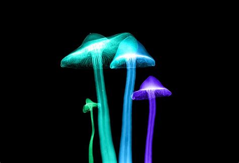 An Overview Of Different Psilocybin Strains And Effects The Bluntness