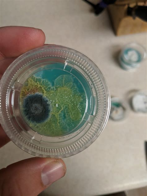 Did I Catch Physarum Polycephalum Rslimemolds