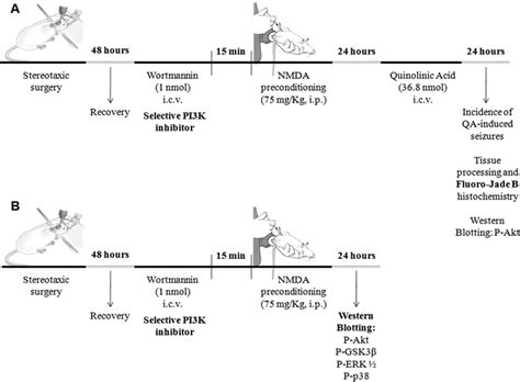 Experimental Protocols A Mice Were Subjected To Stereotaxic Surgery Download Scientific