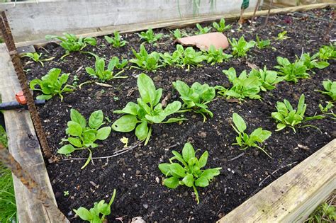 Premium Photo Spinach Cultivation Guide How To Grow Spinach On Raised