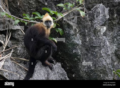 Cat Ba Langur Trachypithecus Poliocephalus Poliocephalus Ha Long Bay