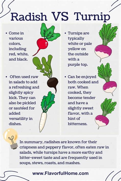 Turnip Vs Radish Know The Difference Flavorful Home