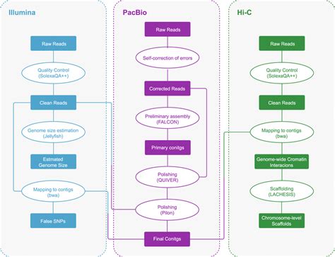 Illustration Of The Complete Genome Assembly Pipeline Download