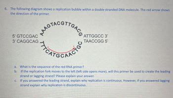 Answered The Following Diagram Shows A Replication Bubble Within A Double Stranded DNA