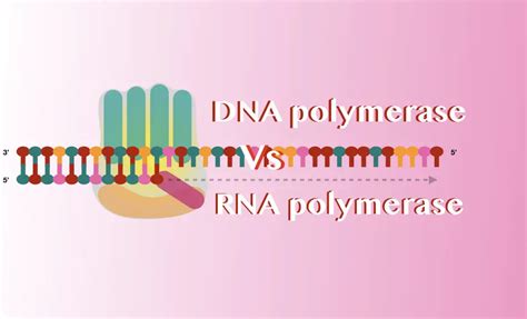 Comparison Between DNA Polymerase Vs RNA Polymerase