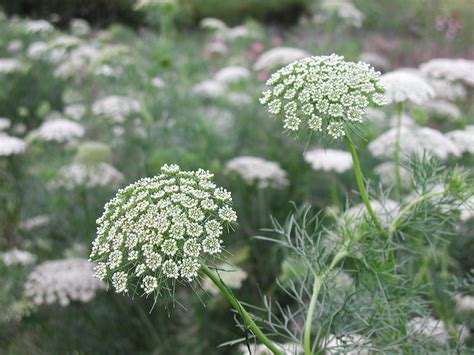 Ammi Visnaga | This is similar to Ammi Majus, but it's short… | Flickr