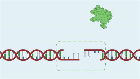 Restriction Fragment Length Polymorphism Rflp Analysis Erica Gerace