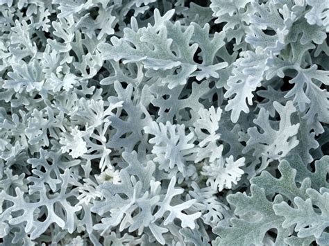 Dusty Miller Centaurea Cineraria From Scotts Garden Centre