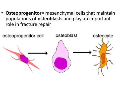 Ppt The Functions Of The Skeletal System Bone Classification Bone