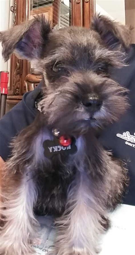 Our Teacup Schnauzer Rocky Aww