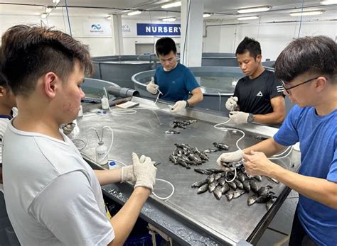 Barramundi Group Develops A New Vaccine For The Asian Sea Bass Aquaculture Sector Weareaquaculture