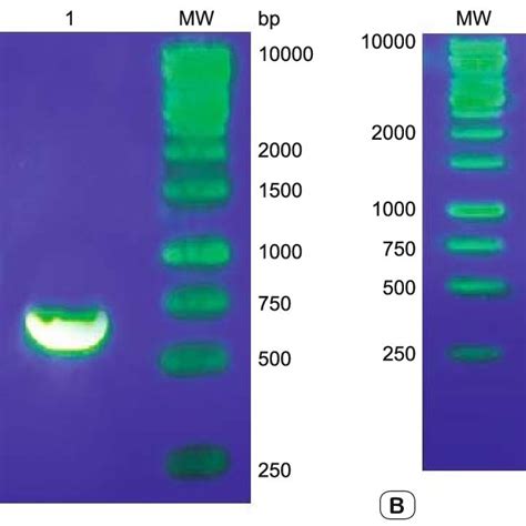 Cloning Of Hmgb1 Into The Multiple Cloning Sites Mcs Of Pegfp And