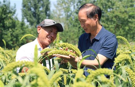 河南宝丰：千亩谷子长势喜人中国农科新闻网