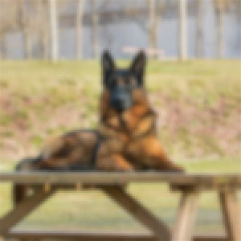 top sql projects [2025] coursera learn online