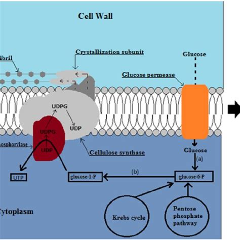 Pdf Plant And Bacterial Cellulose Production Chemical Structure