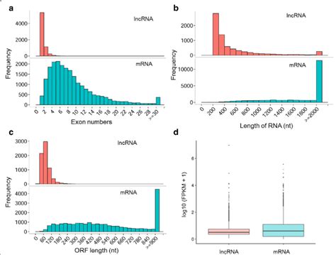 Exon Number Distribution Of Coding Transcripts Mrnas And Lncrnas A Download Scientific