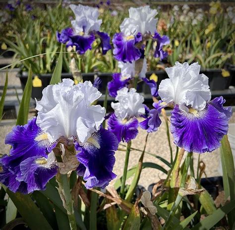 Photo Of The Bloom Of Tall Bearded Iris Iris Calling Posted By