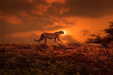Cheetah Wallpapers Hd Wallpaper Cave
