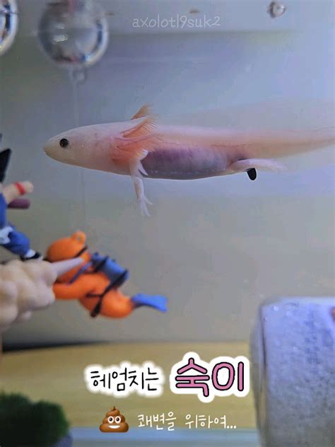 대변보는 아홀로틀 우파루파 Youtube