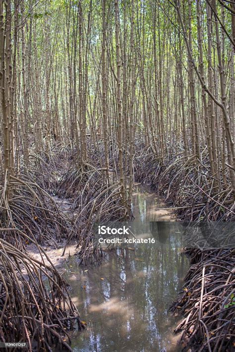 맹그로브 뿌리 뿌리는 비 숲에서 맹그로브 숲 맹그로브 또는 골든 맹그로브 필드의 숲입니다 바다 물이 내려와 맹그로브 숲의 뿌리 0명에 대한 스톡 사진 및 기타 이미지