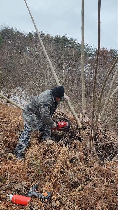쓰러집니다 잡목 벌목 추풍나무 섬진강도도 개인사유지 고사리산 Youtube