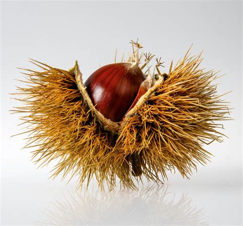 Foraging How To Identify Horse Chestnuts Conkers And Sweet Chestnuts