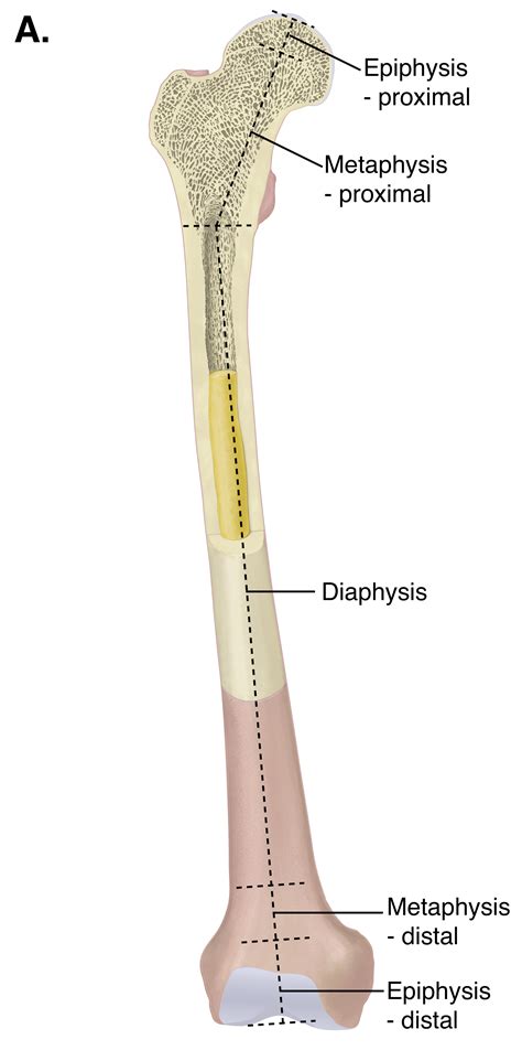 Anatomy Of Long Bones