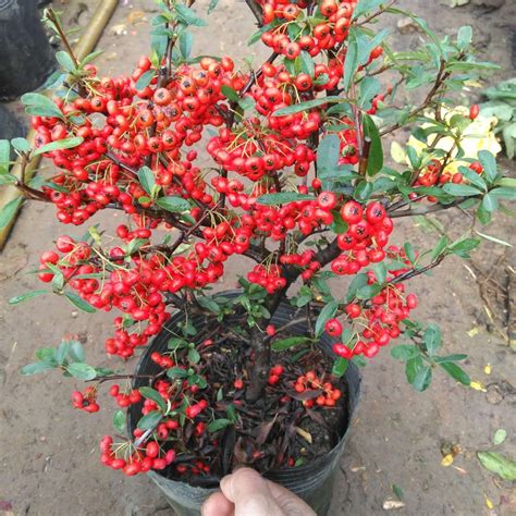 火棘吉祥果是什么花 火棘是吉祥果吗 吉祥果火棘好养吗 大山谷图库