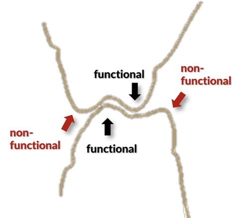 Mutually Protected Occlusion Flashcards Quizlet