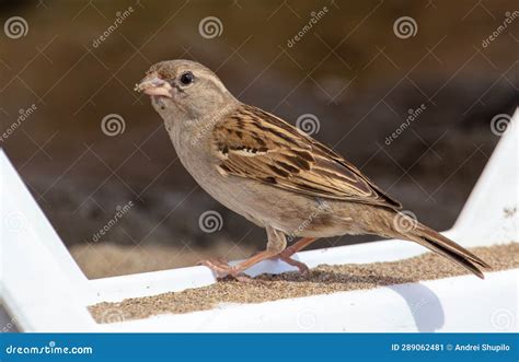 Portrait Of A Sparrow On The Sand At The Beach Stock Image Image Of Park Small