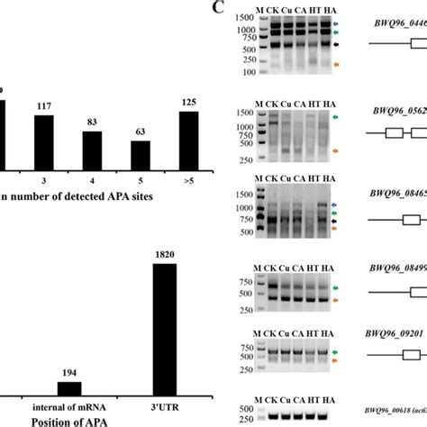 Alternative Splicing And Splice Isoform Analysis With Smrt Seq Reads A