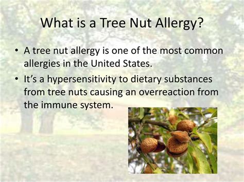 PPT Tree Nut Allergy By Dawn DiMarco PowerPoint Presentation Free Download ID 2669202