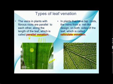 Structure And Function Of Leaf Getting To Know Plants Class 6 Science
