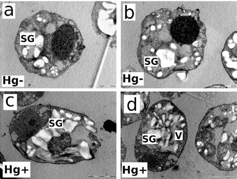 Figure 1 From Methylmercury Effect And Distribution In Two Extremophile Microalgae Strains