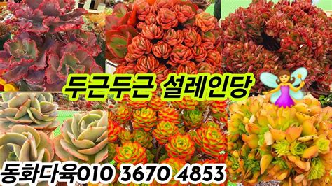 동화다육 로사로아 대품수연 대품레티지아자연군생 미인경철화 마제스타 실크로드금 양진 블루컬스 다크오팔3두 메두샤철화24 5