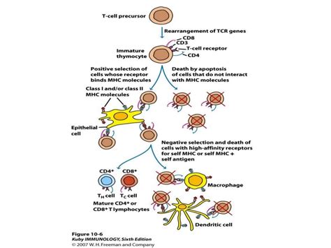 T Cell Development Maturation Activation And Differentiation