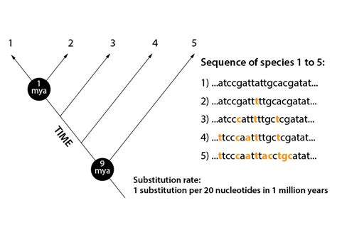 Class Notes The Molecular Clock Human Evolution Past And Future