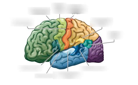 Diagram Of Cerebral Cortex Diagram Quizlet