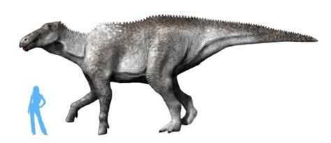 Shantungosaurus A Giant Herbivore Of The Late Cretaceous