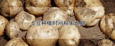 秋土豆种植时间与技术 发财农业网