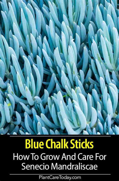 Senecio Mandraliscae Info How To Grow And Care For Blue Chalk Sticks